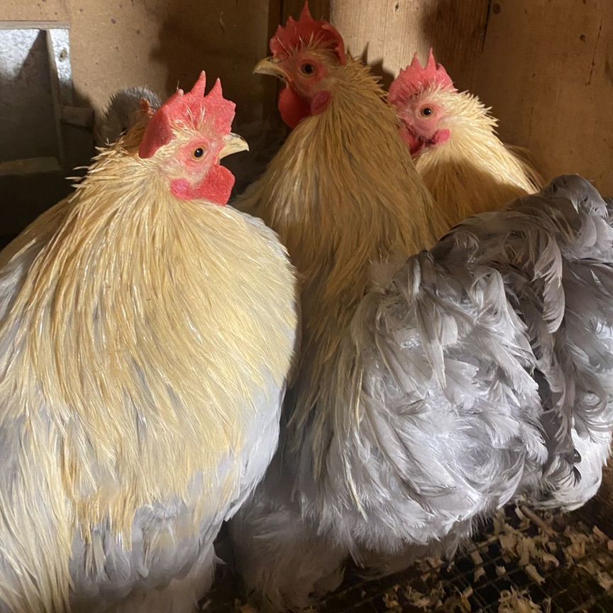 Карликовый кохинхин (петушки )