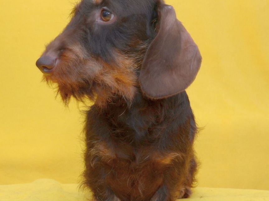 Такса жесткошерстная мини мальчик