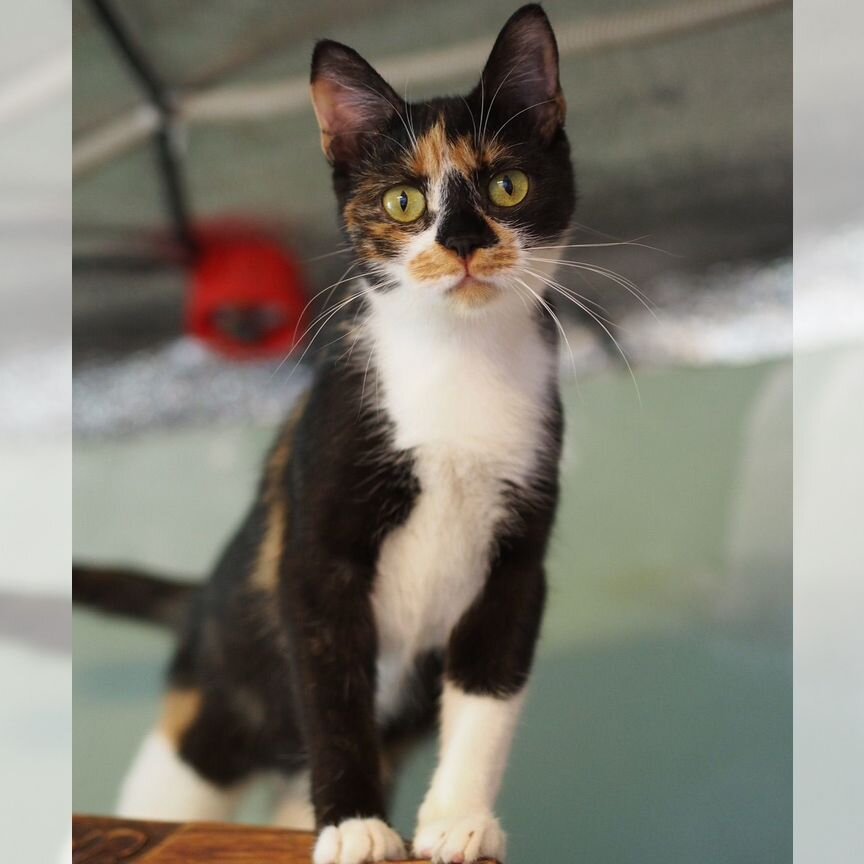 Взрослая, Девочка кошка в добрые руки