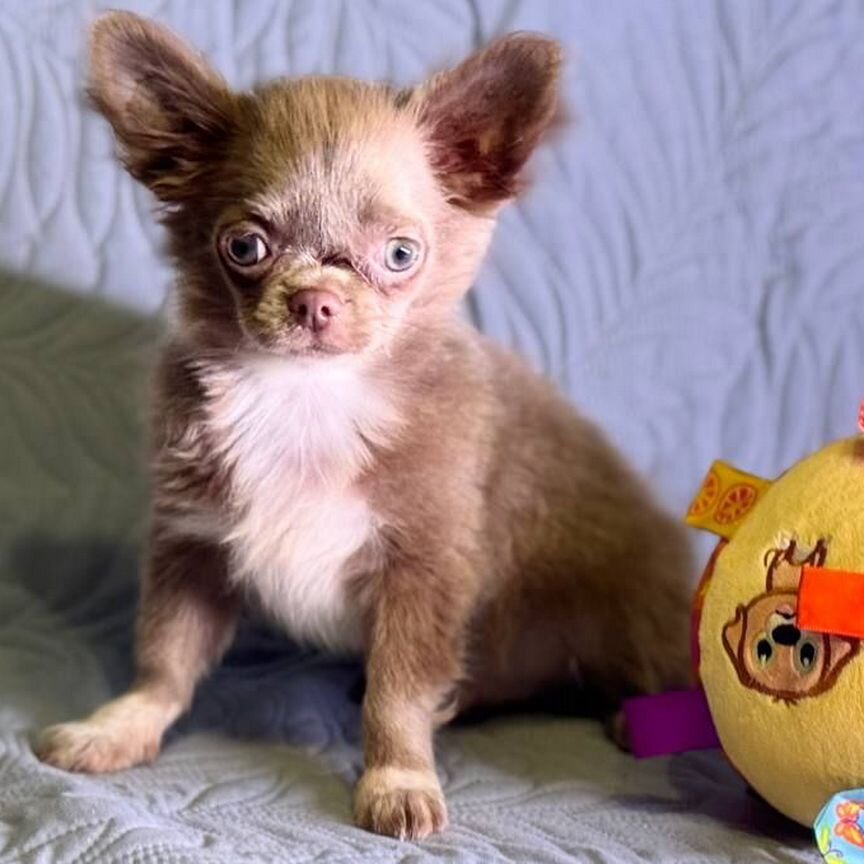 Чихуахуа, щенок