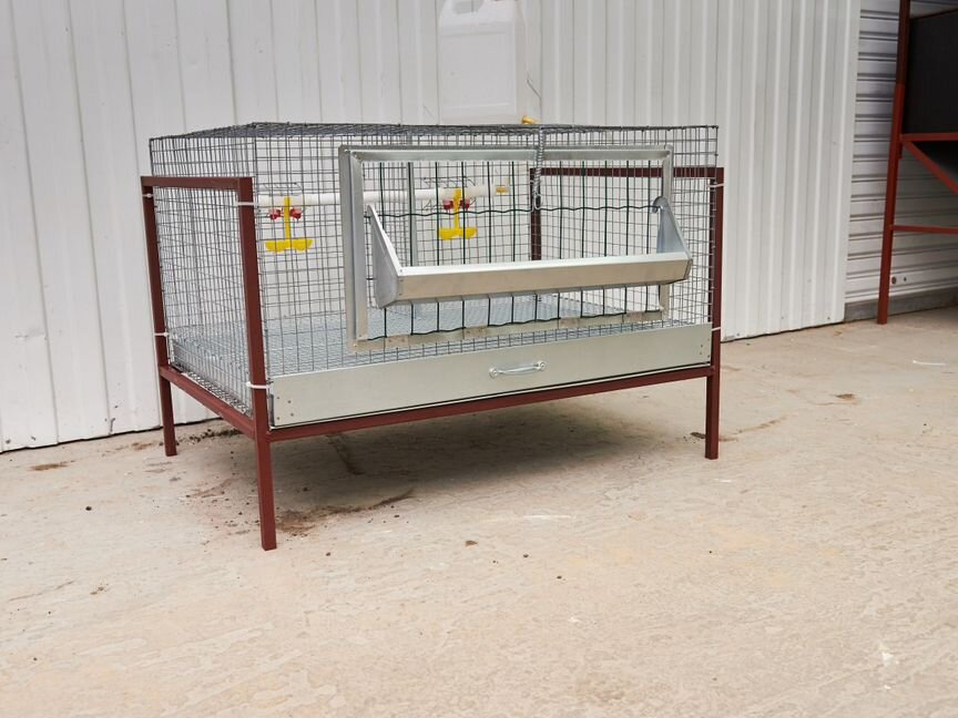 Клекта для кур несушек