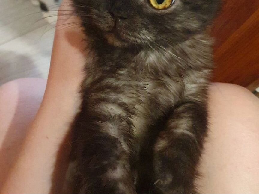 Шотландский кот в добрые руки