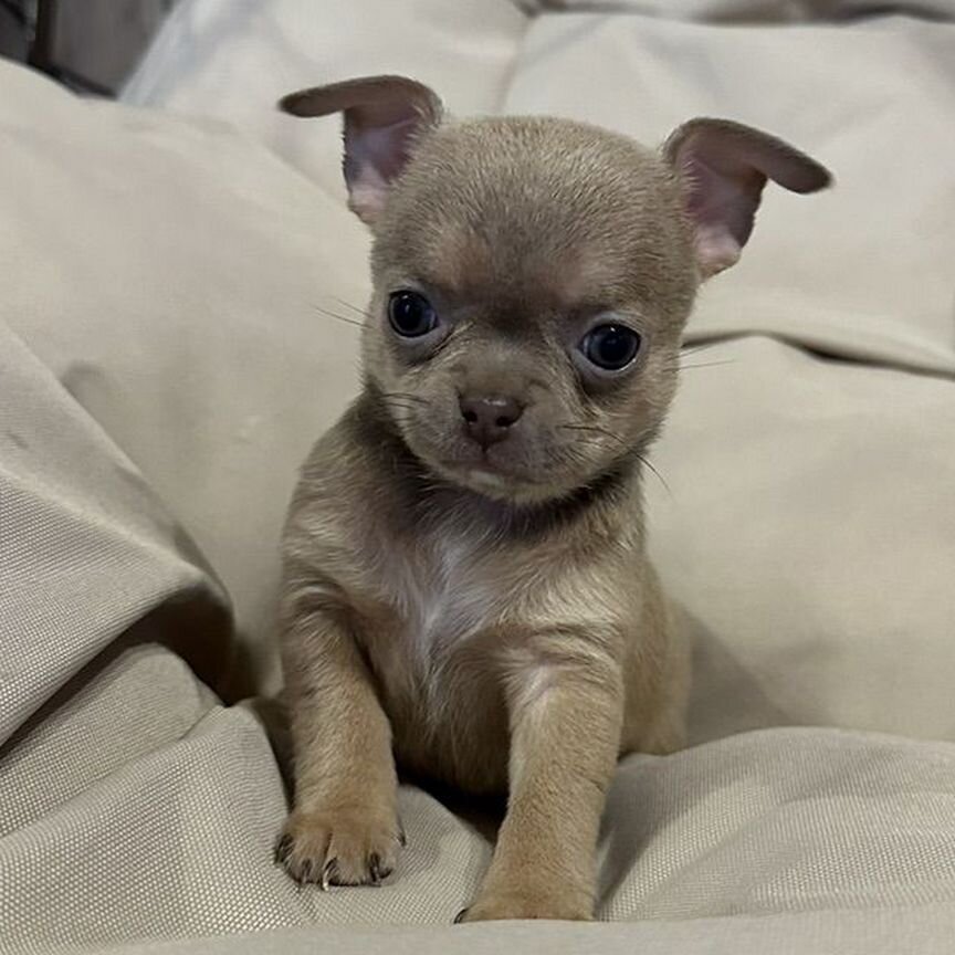 Лиловый Чихухуа мини