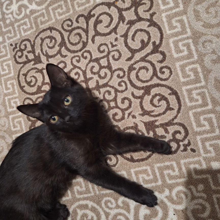 Черная кошка котенок