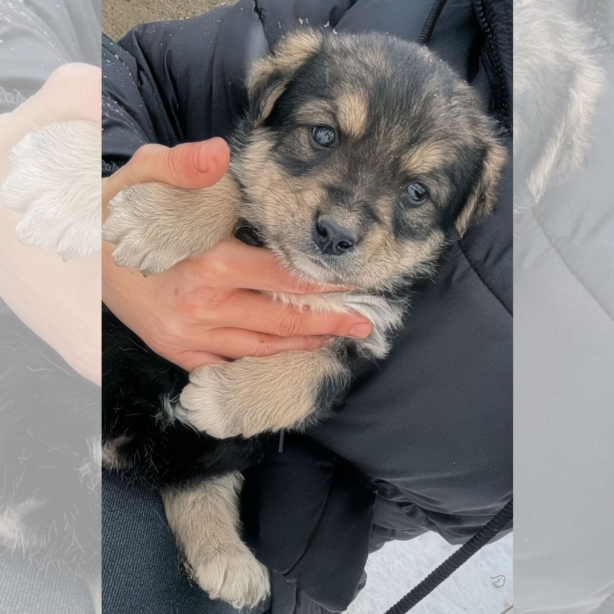 Щенок в добрые руки