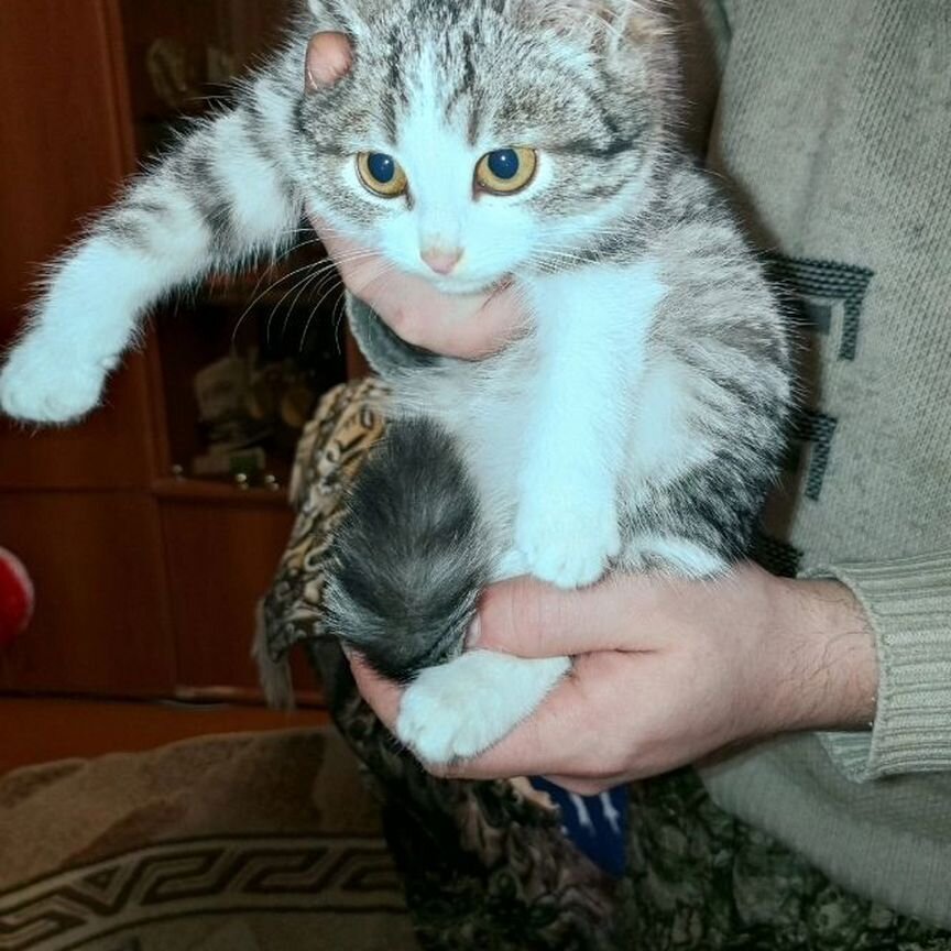 Котенок 4-5 месяцев