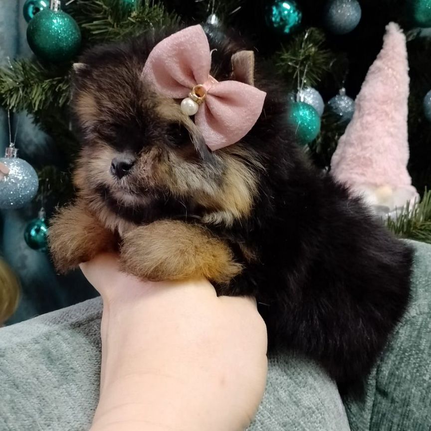 Йоркширский терьер, щенок