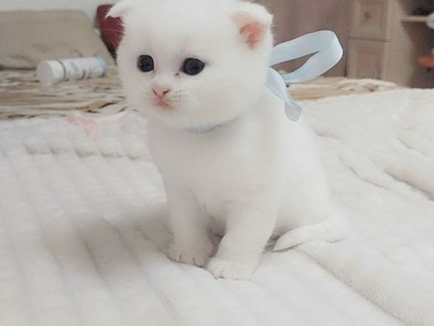 Котята