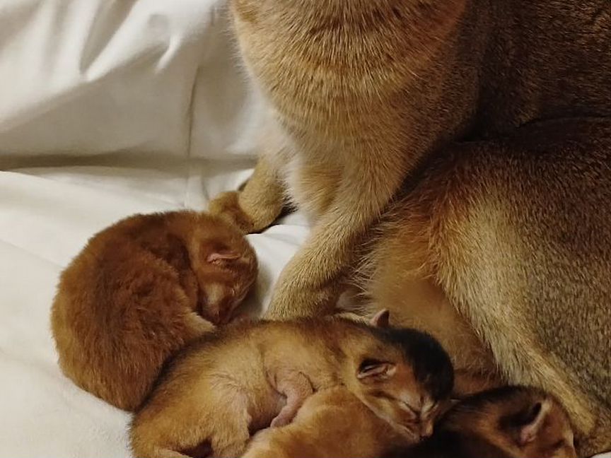 Абиссинские котята