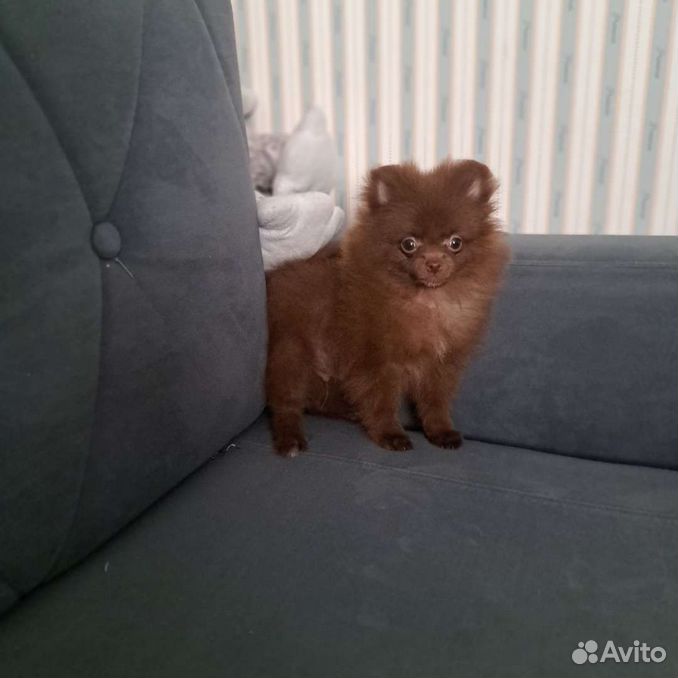 Шоколадные померанские медвежата