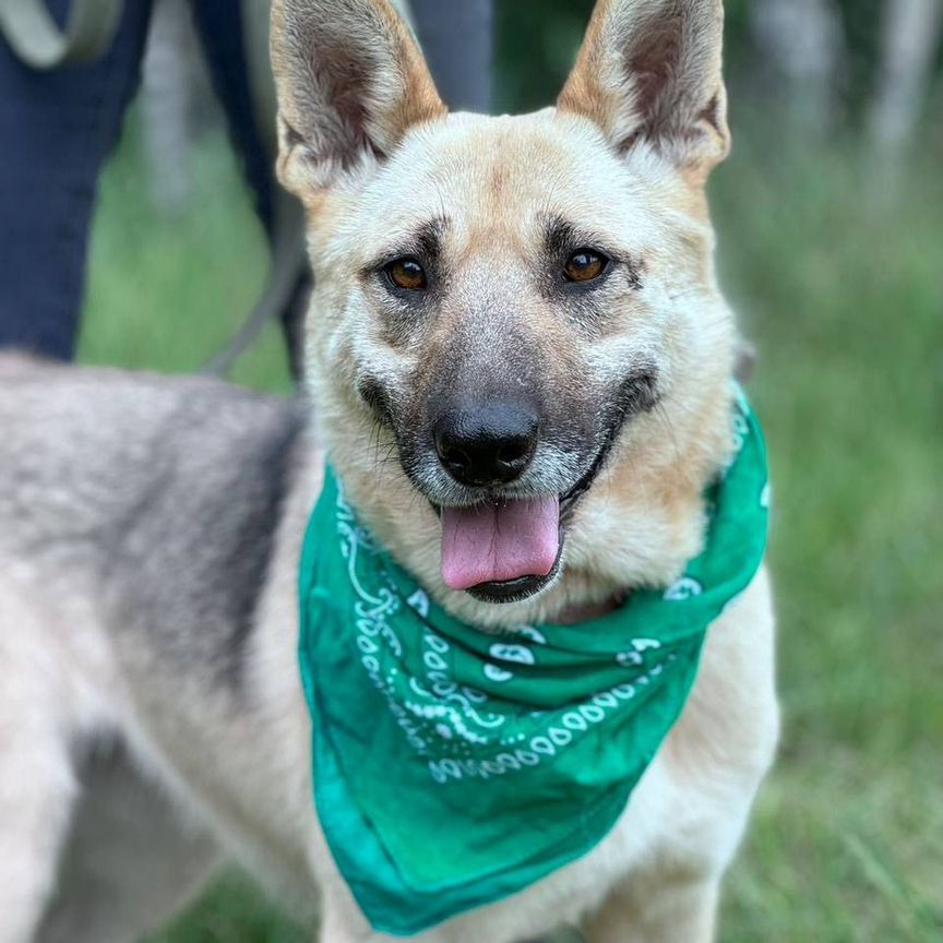 Собака Звездочка из приюта Некрасовка ищет дом