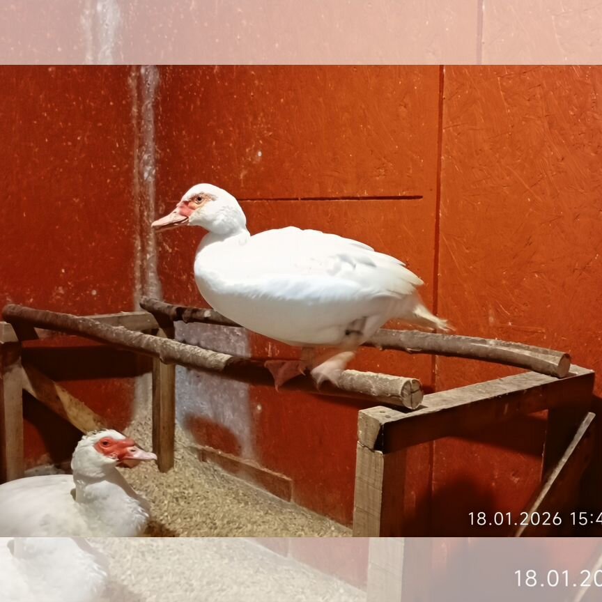 Продаётся семья уток