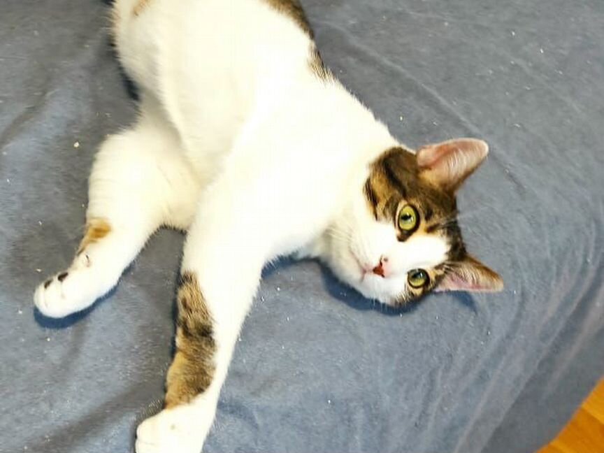 Очень добрый котик в семью