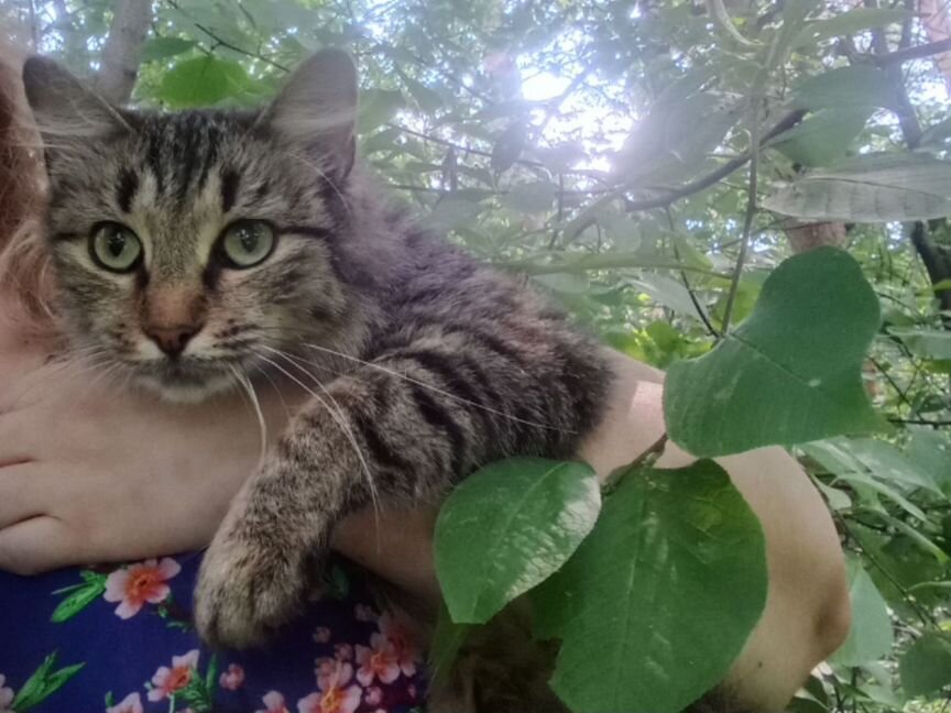 Кошечка в добрые руки