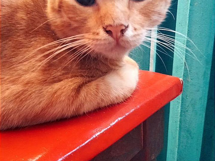 Котик рыжик в добрый руки