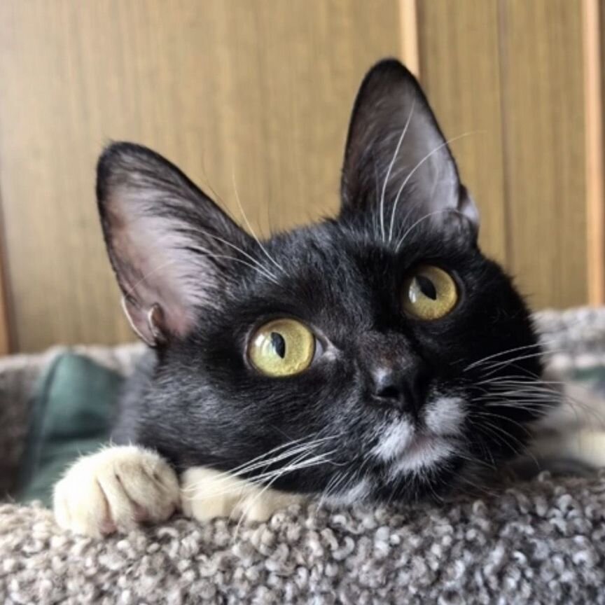 Взрослая, Девочка кошка в добрые руки