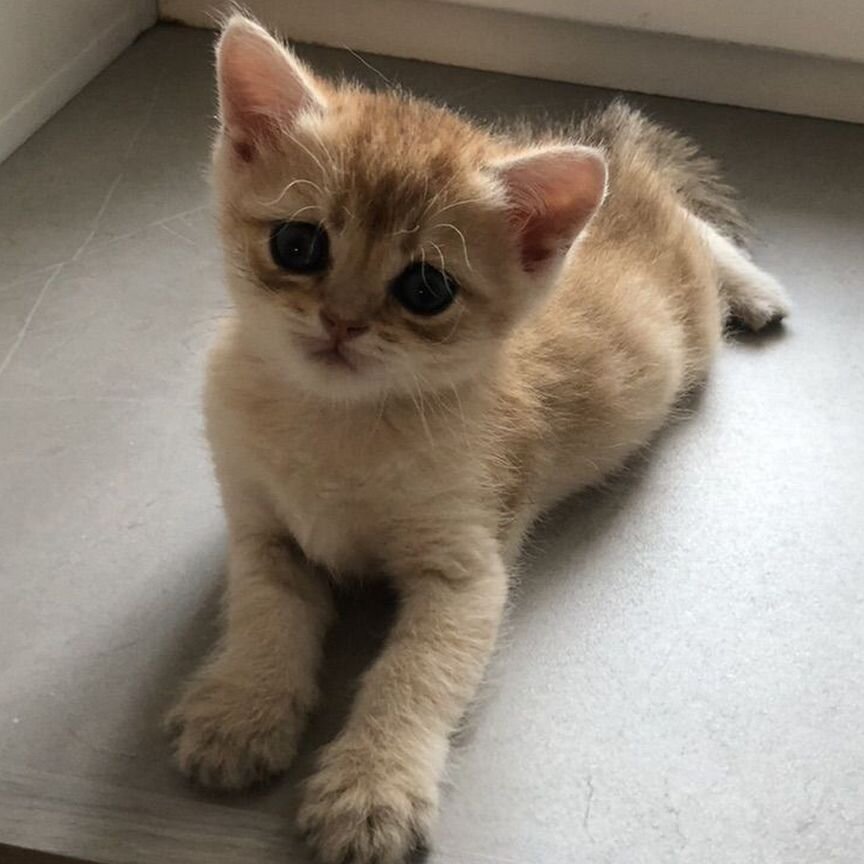 Британский короткошёрстный котёнок