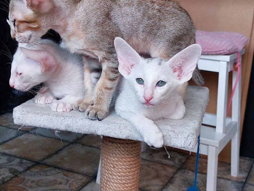 Ориентальные котята