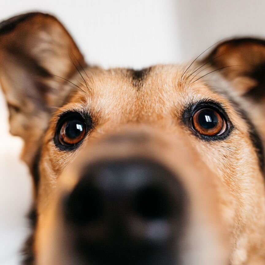 Собака Шабака ищет дом