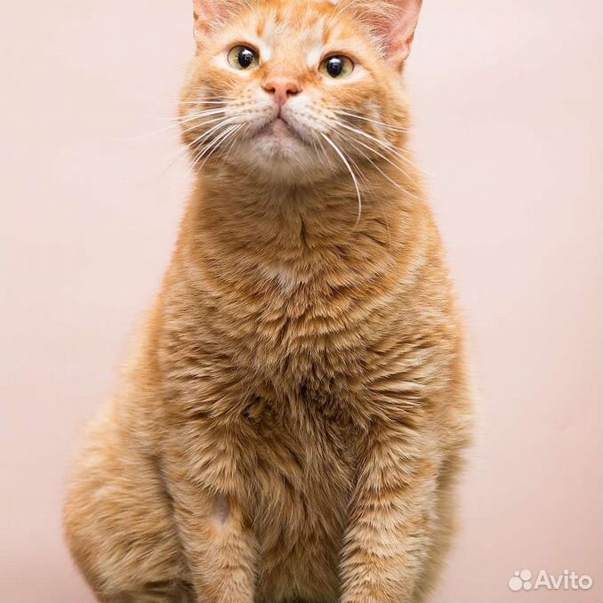 Рыжий кот Улыбака