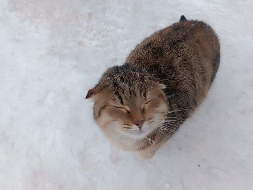 Бесплатно в добрые руки котик кот кошка