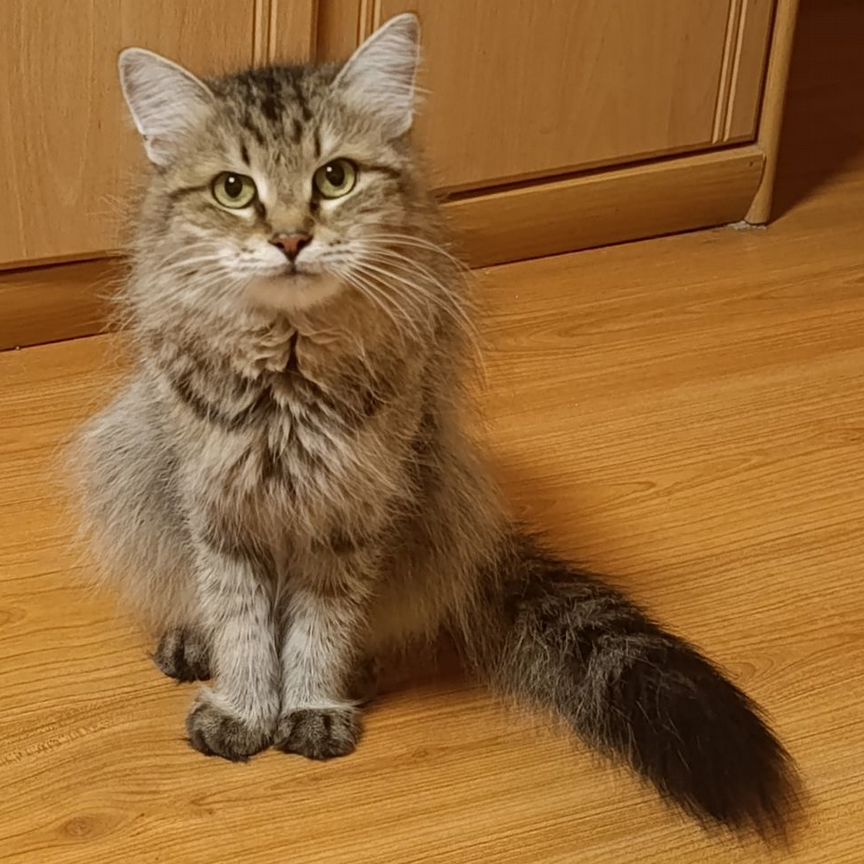 Взрослая, кошка в добрые руки