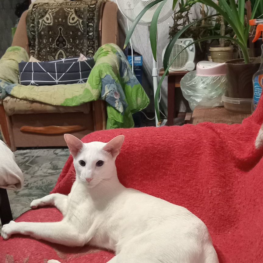 Ориентальный кот вязка