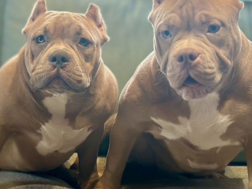 Американский булли девчонки