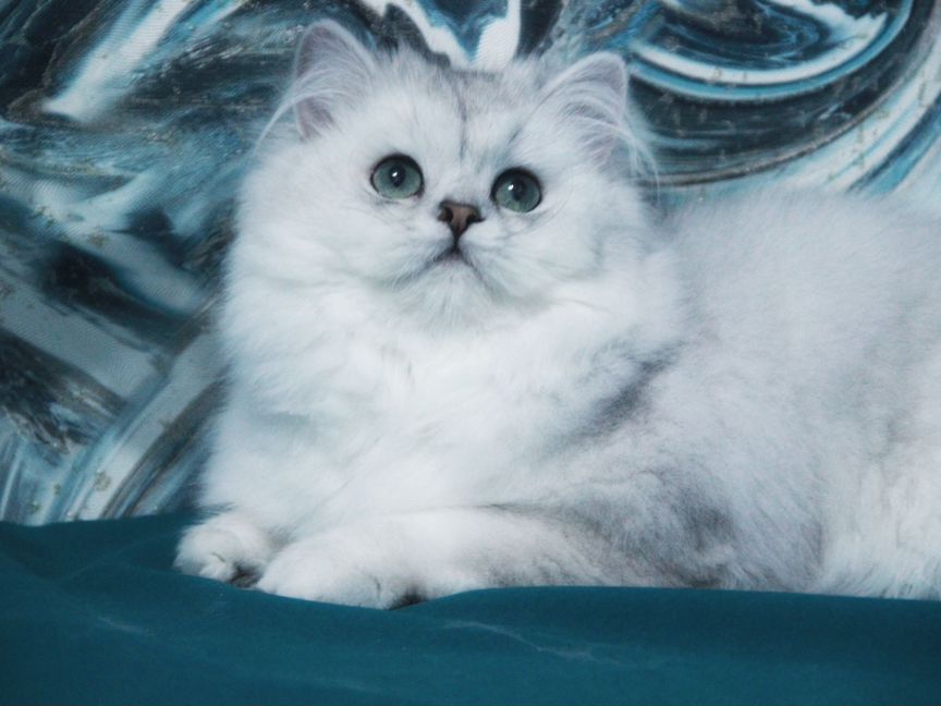 Британская серебристая шиншилла