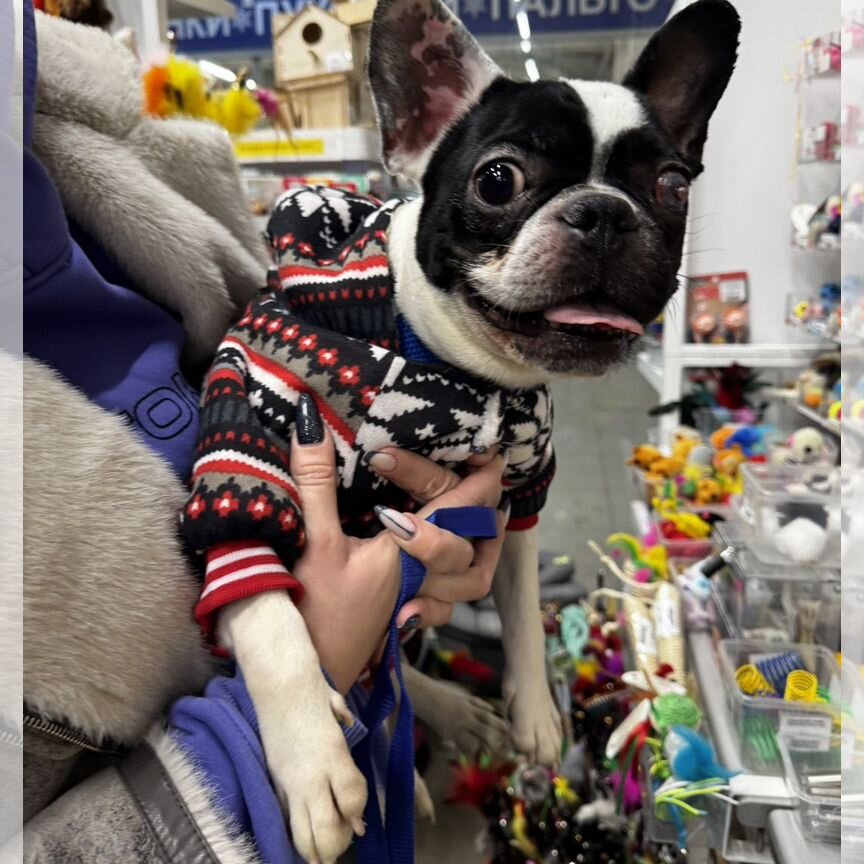 Французский бульдог, щенок