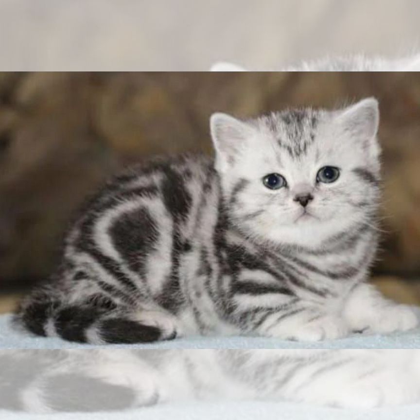 Шотландские котята