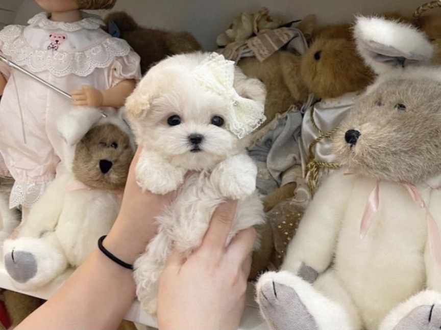 Супер Кроха-Мальтипу F1