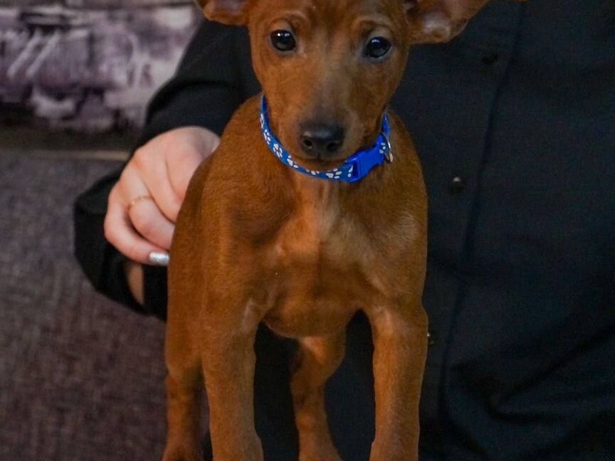 Миниатюрный пинчер