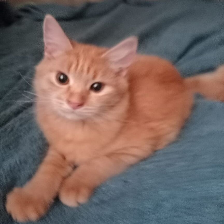 Отдаем в добрые руки котят