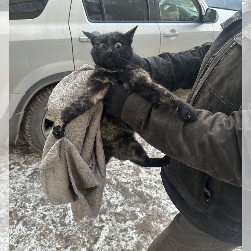 Котенок