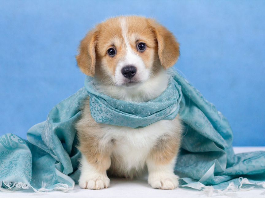 Высокопородные Вельшкорги Пемброк