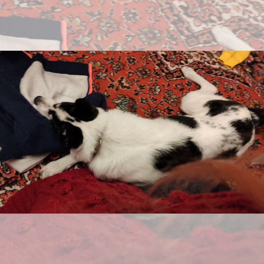 Бордер-колли, взрослая собака