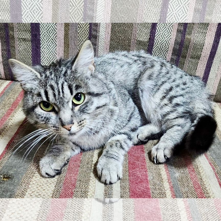 Шотландская прямоухая короткошёрстная, взрослая кошка