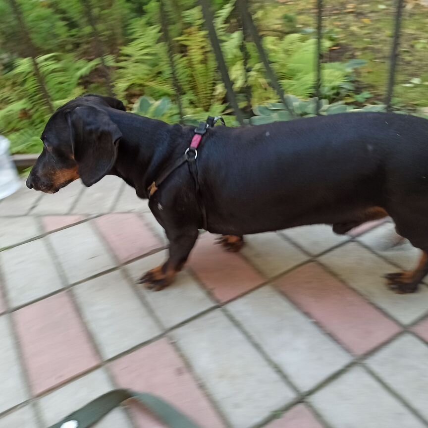 Такса , ищем хозяина