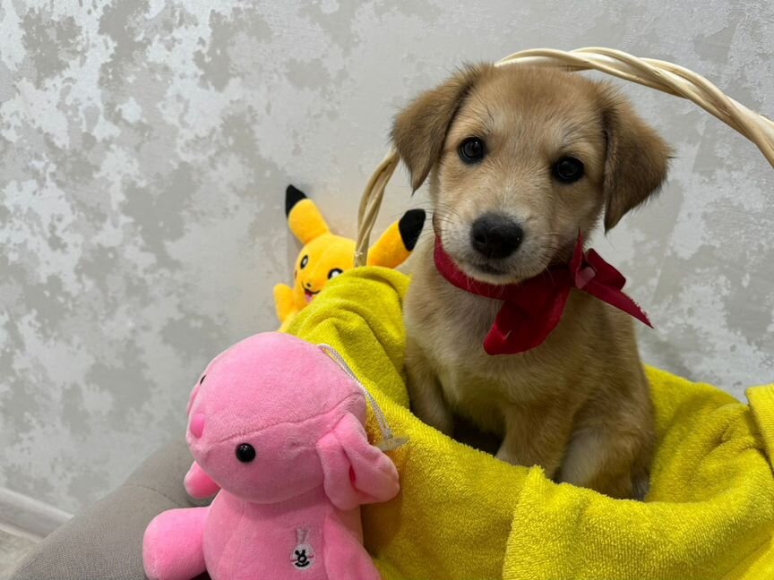 Щенок Злата в добрые руки