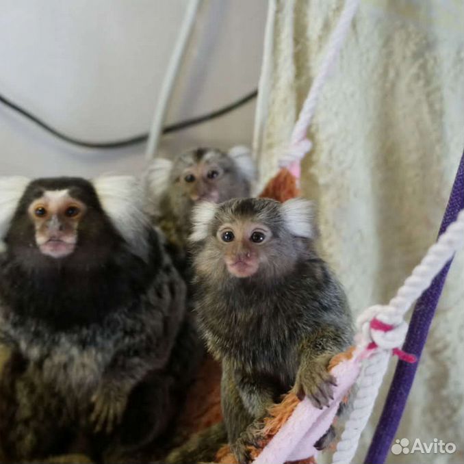 Карликовые обезьянки