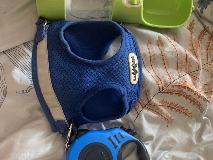 Принадлежности для собаки