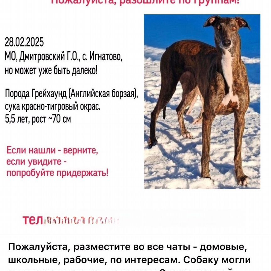 Собаки потеряшки