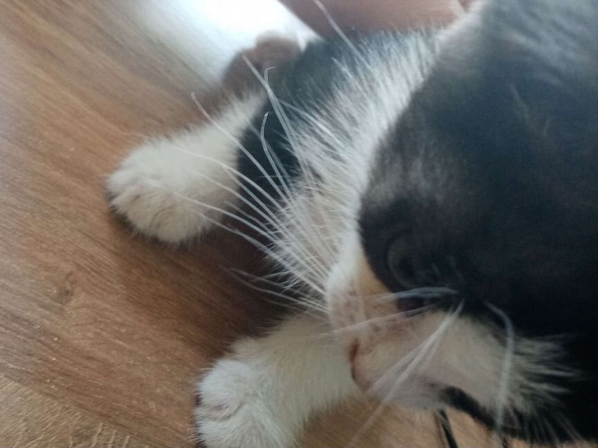Котёнок двухцветный Отдам в добрые руки