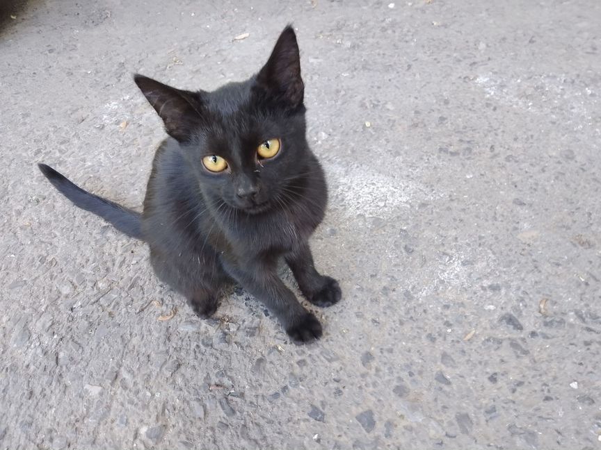 Котенок черный и его сестра Дымка черепашка 2 мес