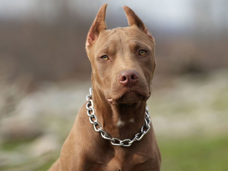 Шикарные девочки