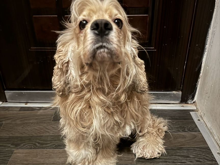 Кокер-спаниель в добрые руки