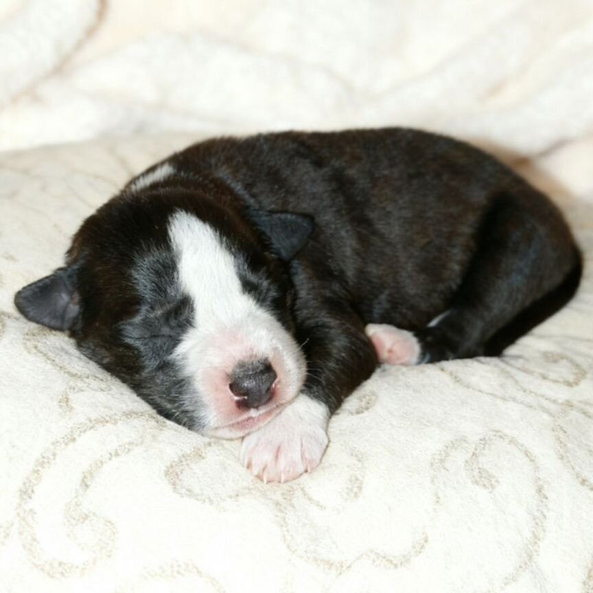 Уиппет, щенок