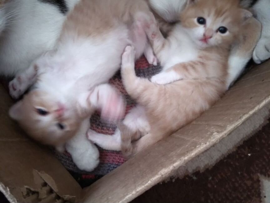 Котята рыжики мальчики