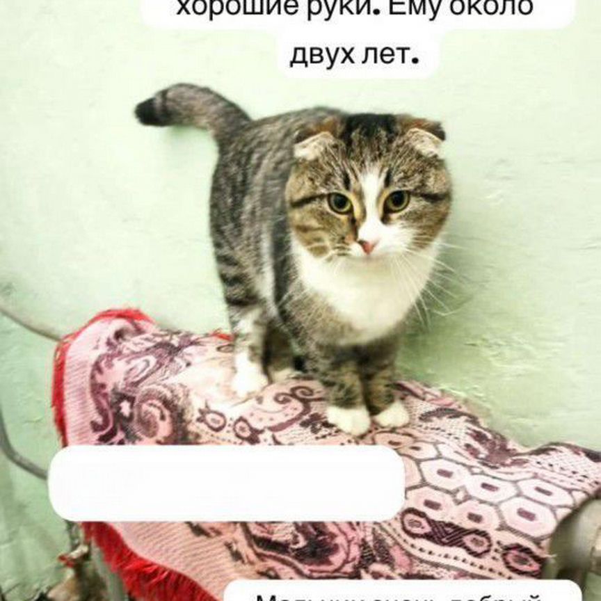 Котик в добрые руки